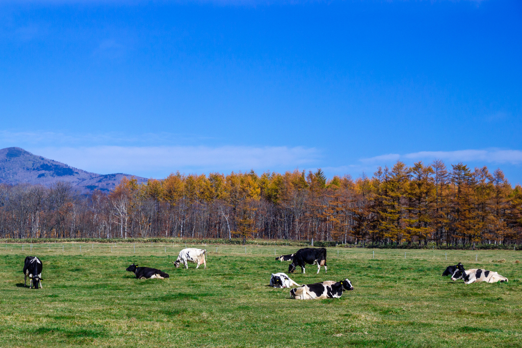 アニマルウェルフェアをビジネス目線で見てみよう Wedge ONLINE(ウェッジ・オンライン)